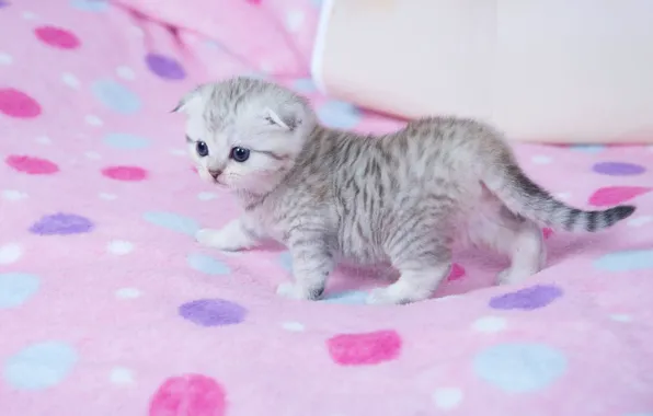 Wallpaper cat, kitty, grey, baby, bed, plaid, striped, pink background ...