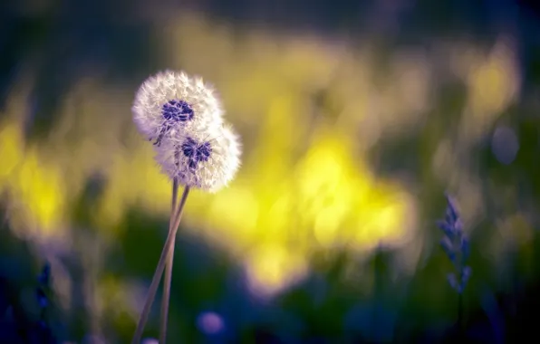 Wallpaper nature, background, dandelions images for desktop, section ...