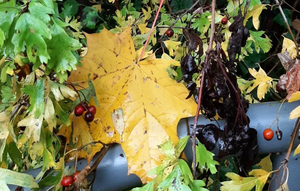 Wallpaper Leaves, Krzak, autumn for mobile and desktop, section природа ...