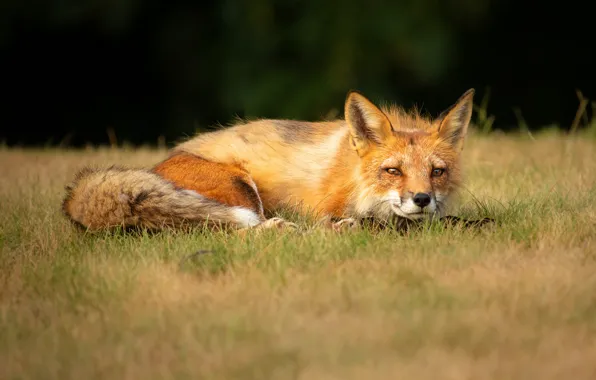 Download wallpaper grass, glade, Fox, lies, section animals in ...