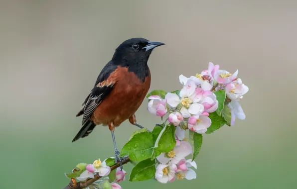 Wallpaper nature, bird, Garden trupial for mobile and desktop, section ...