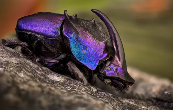 Wallpaper macro, insect, Phanaeus quadridens for mobile and desktop ...