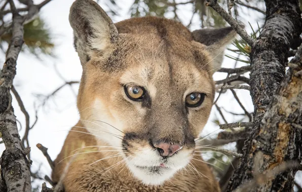 Download wallpaper cat, eyes, face, nature, tree, branch, Puma, section ...
