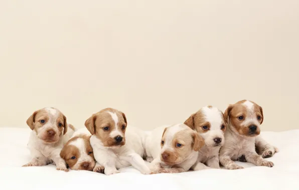 Wallpaper dogs, background, puppies images for desktop, section собаки ...