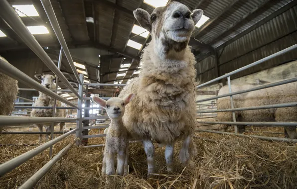 Wallpaper background, sheep, cost for mobile and desktop, section макро ...