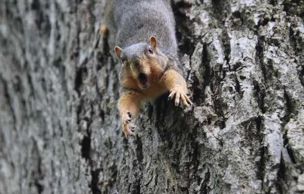 Download wallpaper tree, legs, surprise, protein, bark, rodent, pet ...