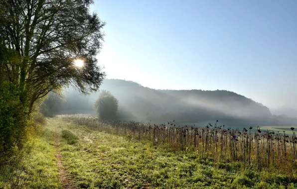 Download wallpaper Field, Fog, Morning, section landscapes in ...