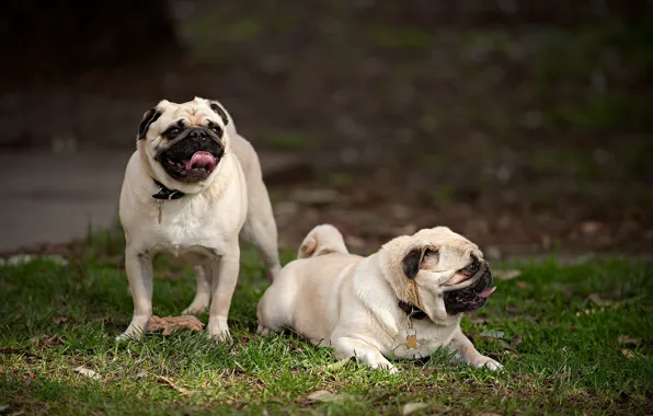 Wallpaper dogs, nature, friends for mobile and desktop, section собаки ...