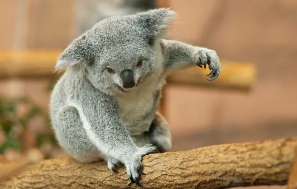 Download wallpaper pose, background, legs, branch, Koala, section ...