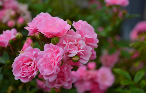 Wallpaper Roses, Roses, Pink roses, Pink roses for mobile and desktop, section цветы, resolution ...