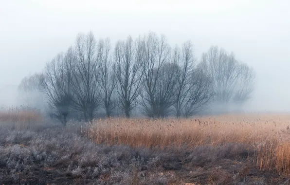 Download wallpaper nature, fog, background, section nature in ...