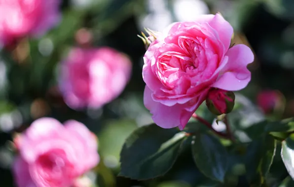 Wallpaper leaves, light, flowers, rose, roses, blur, petals, garden for ...