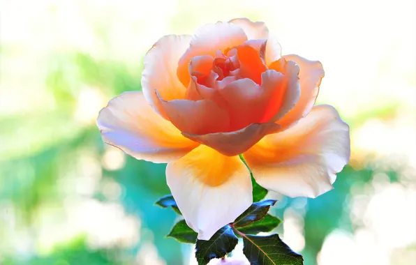 Wallpaper flower, macro, light, rose, petals, light background, cream ...