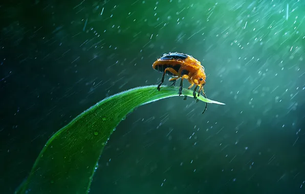 Download wallpaper rain, insect, green leaf, section macro in ...