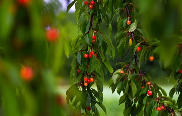 Wallpaper leaves, branches, nature, cherry, berries, garden, harvest ...