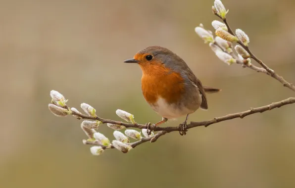 Wallpaper branches, bird, feathers, Verba, Robin for mobile and desktop ...