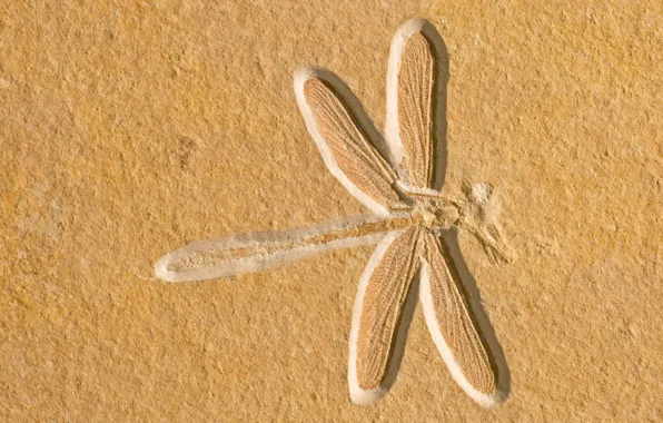 Wallpaper Germany, Bayern, petrified dragonfly, 150 million years ...