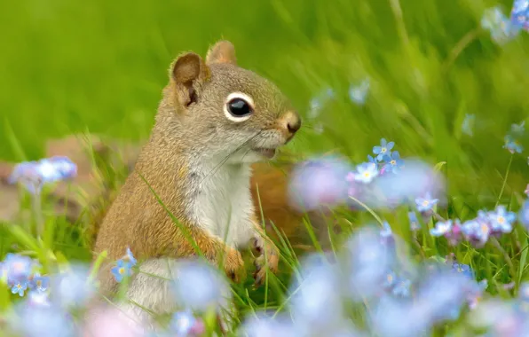 Wallpaper flowers, weed, gopher images for desktop, section животные ...