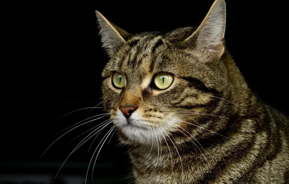 Download wallpaper cat, look, black background, section cats in ...