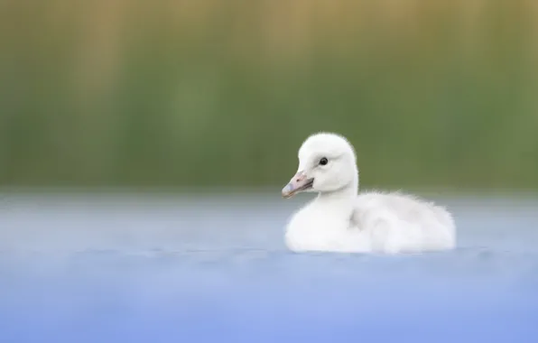 Wallpaper bird, baby, swans, Chicks, pond, the Lebeda for mobile and ...