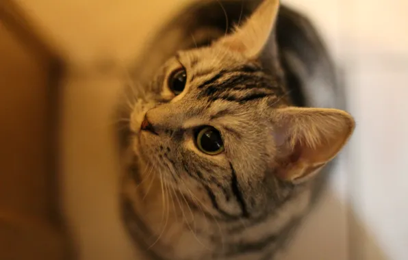 Wallpaper play, cat, cute images for desktop, section кошки - download