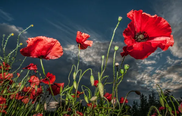 Wallpaper flowers, background, Maki, red images for desktop, section ...