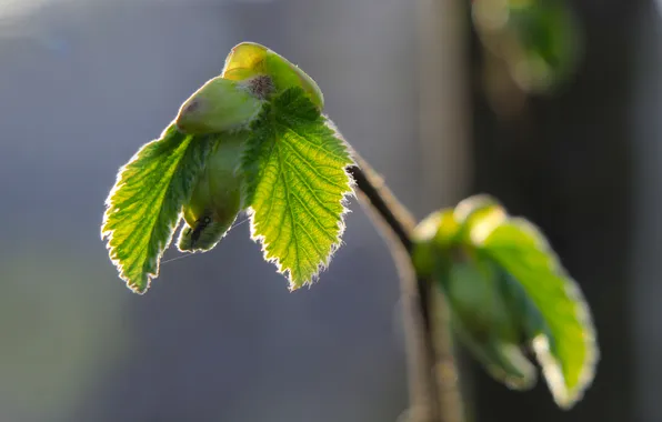 Wallpaper spring, leaf, twig for mobile and desktop, section природа ...