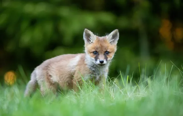Download wallpaper grass, Fox, Fox, section animals in resolution 1920x1080