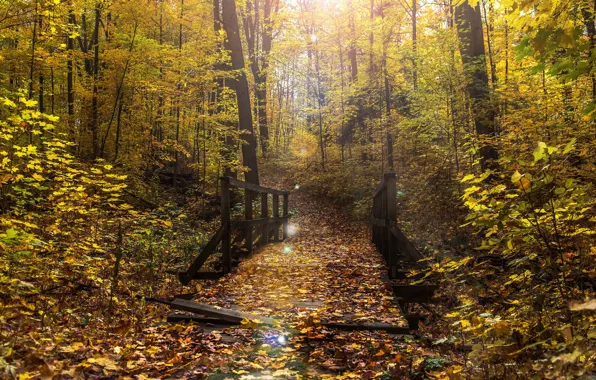 Wallpaper autumn, forest, bridge for mobile and desktop, section ...