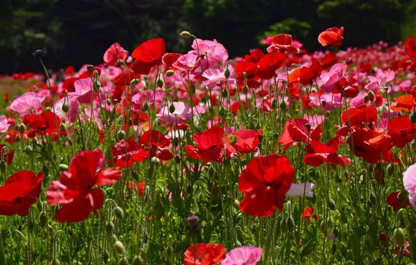 Wallpaper summer, flowers, red, glade, bright, Mac, Maki, pink for ...