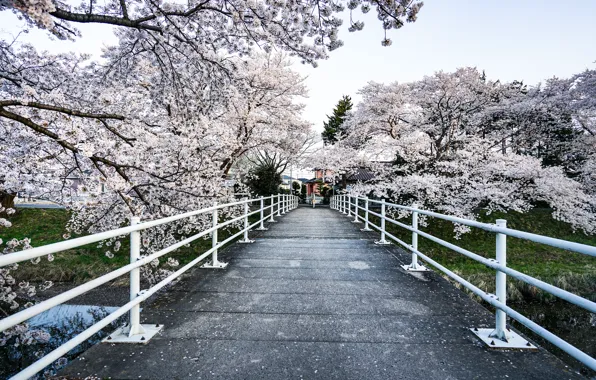 Wallpaper trees, flowers, branches, Park, Asia, spring, Japan, Sakura ...