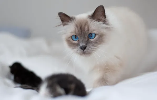 Wallpaper aaa, bbb, ccc for mobile and desktop, section животные ...