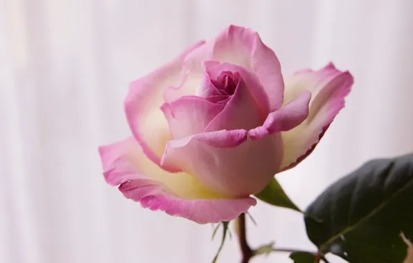 Wallpaper flower, pink, rose, Bud, light background for mobile and ...