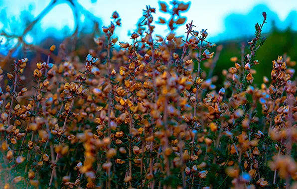 Wallpaper field, the sky, grass, plant, meadow for mobile and desktop ...