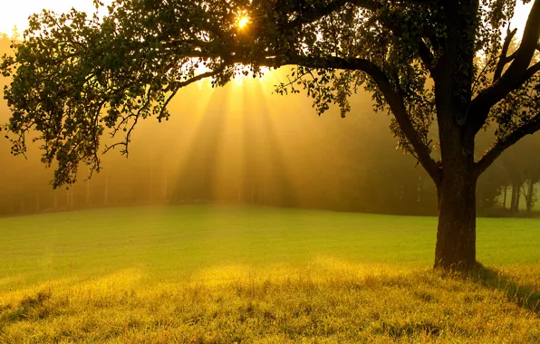Download Wallpaper Greens Summer Grass The Sun Rays Light Trees
