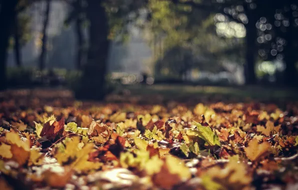 Wallpaper autumn, leaves, nature, bokeh for mobile and desktop, section природа, resolution ...