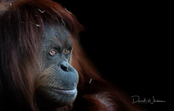 Download wallpaper nature, background, monkey, section animals in ...