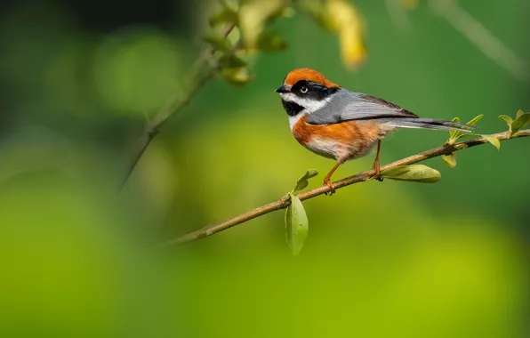 Wallpaper branches, bird, bokeh for mobile and desktop, section ...