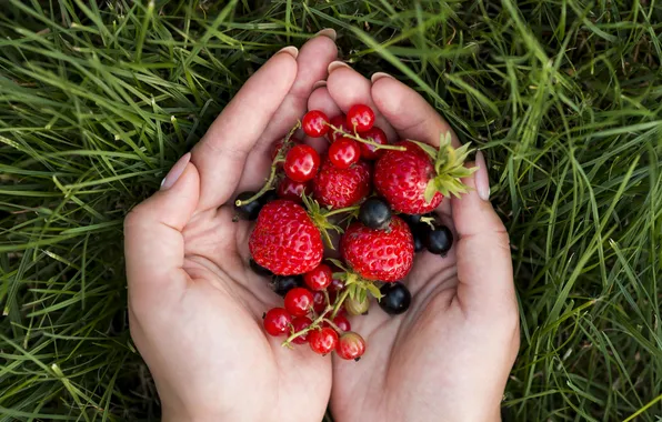 Wallpaper summer, grass, red, berries, black, hands, harvest ...