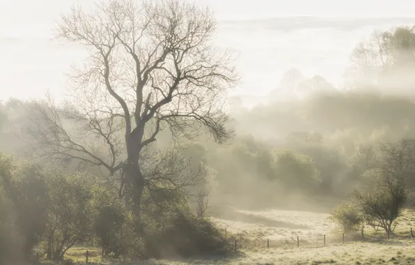 Wallpaper forest, fog, tree for mobile and desktop, section пейзажи ...