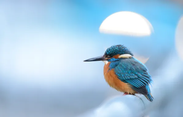Wallpaper light, glare, bird, blue background, bokeh, Kingfisher for ...