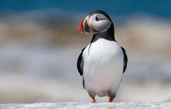Wallpaper look, background, bird, stalled, handsome, Atlantic for ...
