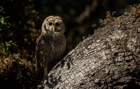 Wallpaper light, owl, nature, shadows, tree, bird, owl for mobile and ...