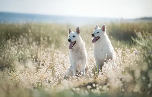 Wallpaper summer, each, dog for mobile and desktop, section собаки ...