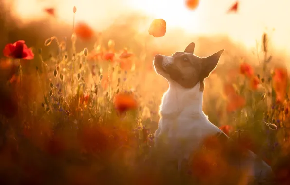 Wallpaper flowers, Maki, dog for mobile and desktop, section собаки ...