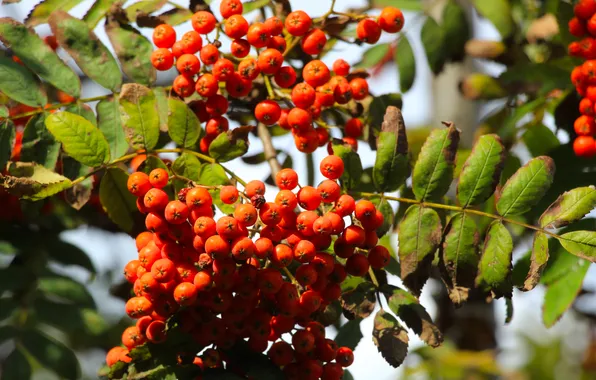 Wallpaper red, fruit, twig, mountain ash for mobile and desktop ...