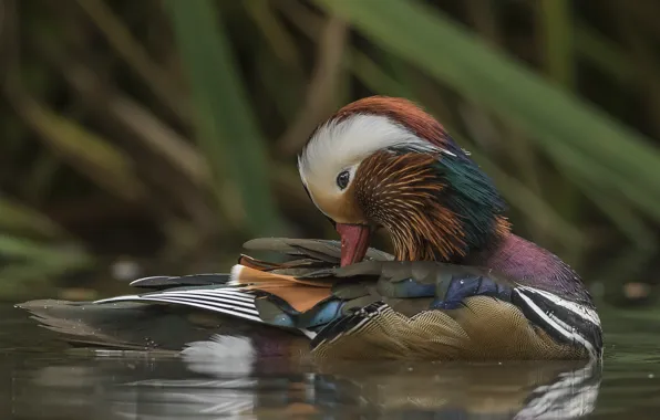 Wallpaper lake, duck, tangerine, Mandarin duck for mobile and desktop ...