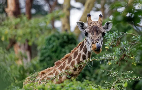 Wallpaper language, look, face, leaves, branches, giraffe for mobile ...