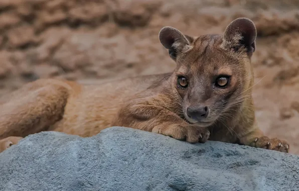 Wallpaper look, predator, Fossa images for desktop, section животные ...