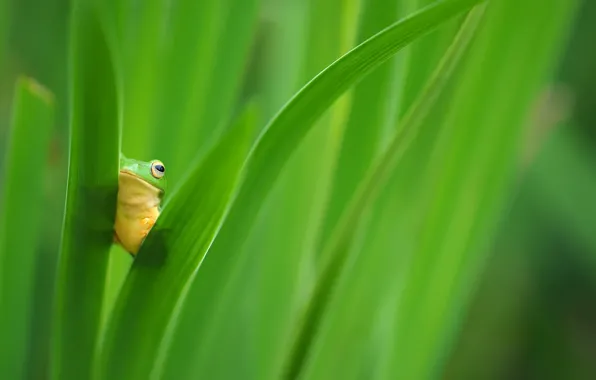 Wallpaper nature, sheet, frog for mobile and desktop, section животные ...